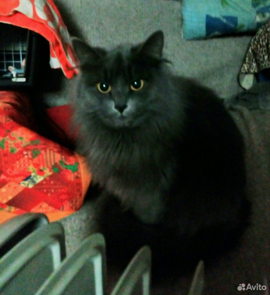 Кошка