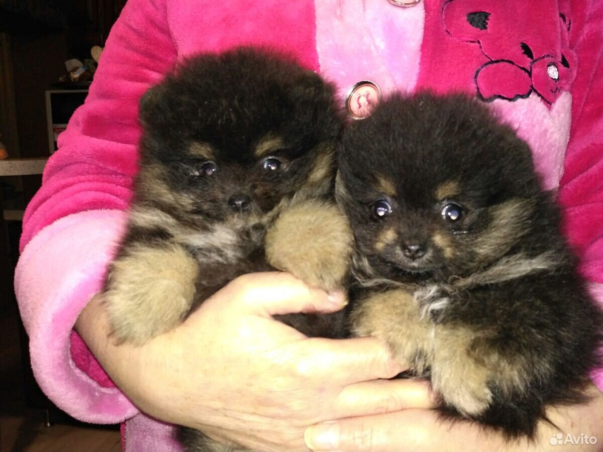 Шпицу ли красотули