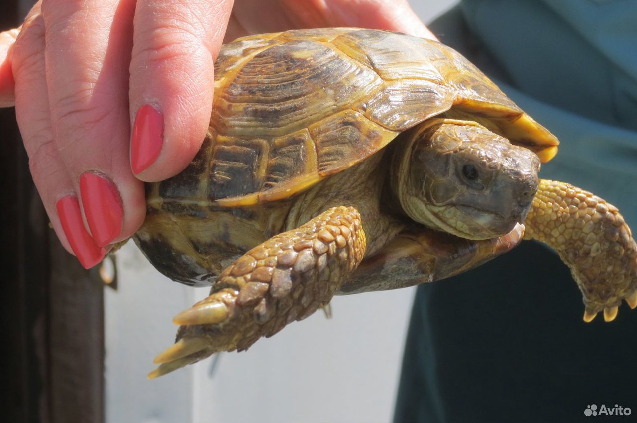 Сухопутная черепаха