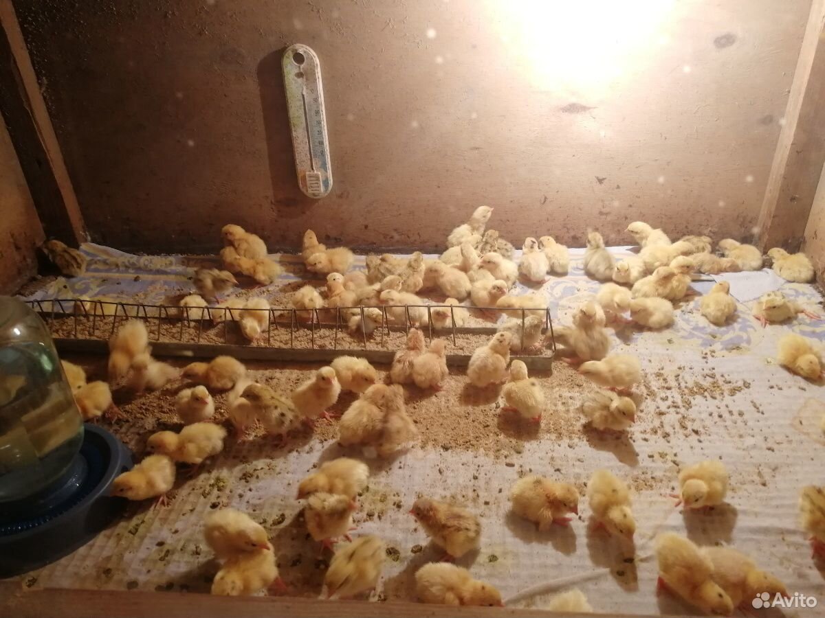 Продам суточных цыплят перепелов