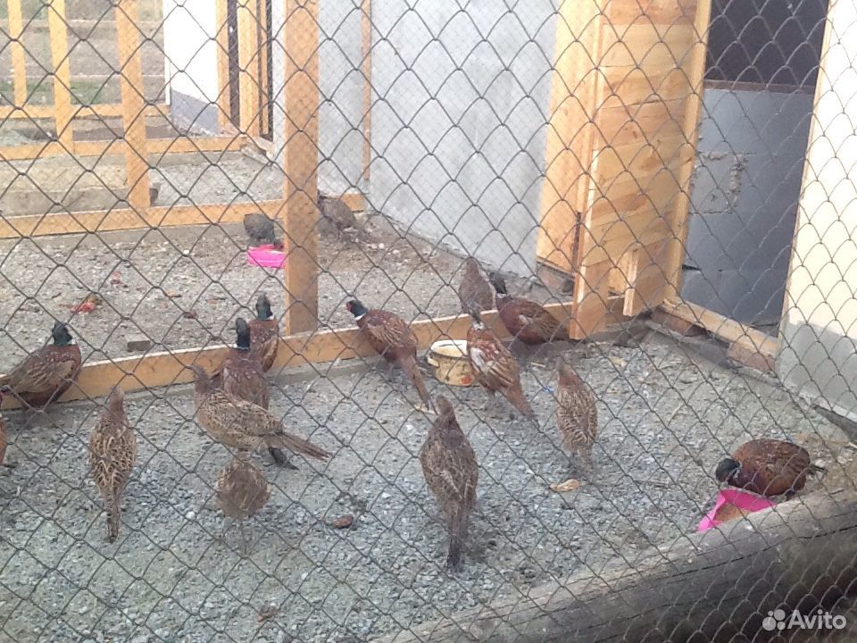 Фазан охотничьей самки Фазан золотой