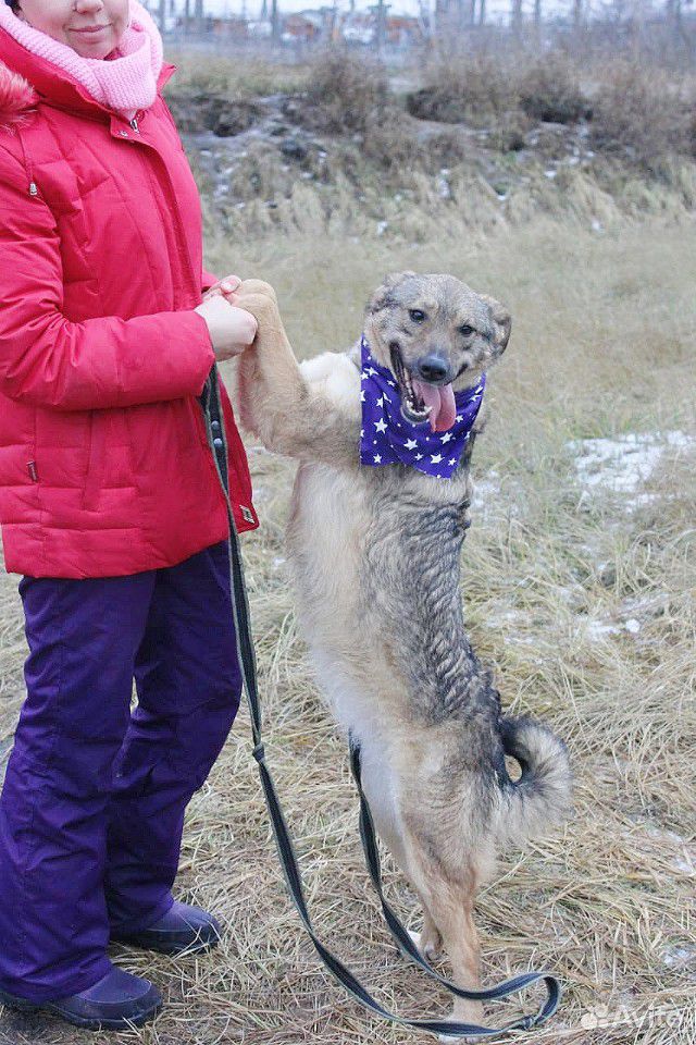 Молодая собака Томми в дар