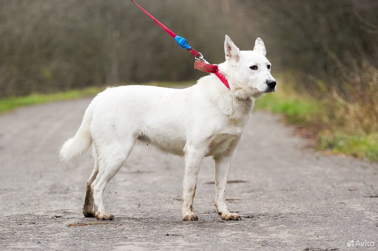 Собака Беллочка