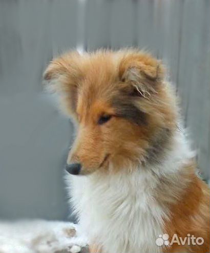 Щенок колли,рыжий мальчик