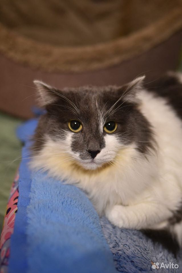 Шикарный Лев в самые добрые руки