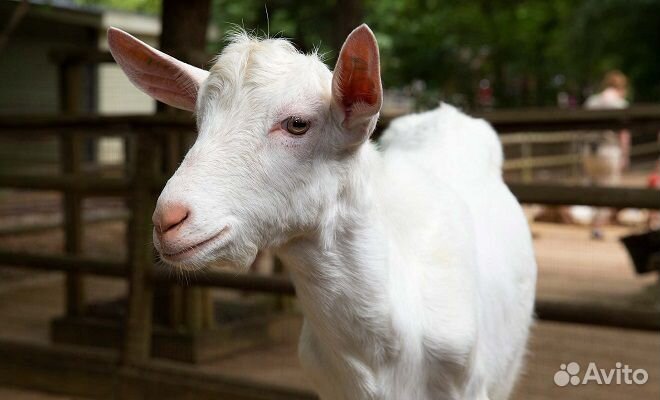 Козы зааненской породы,козье молоко