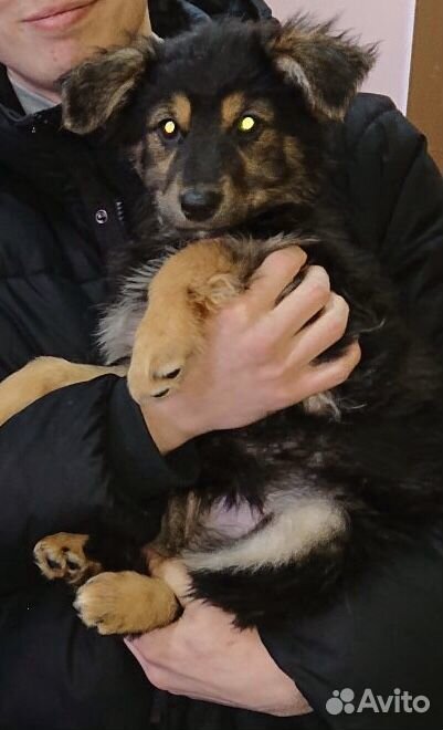 Щенок 4,5 месяца