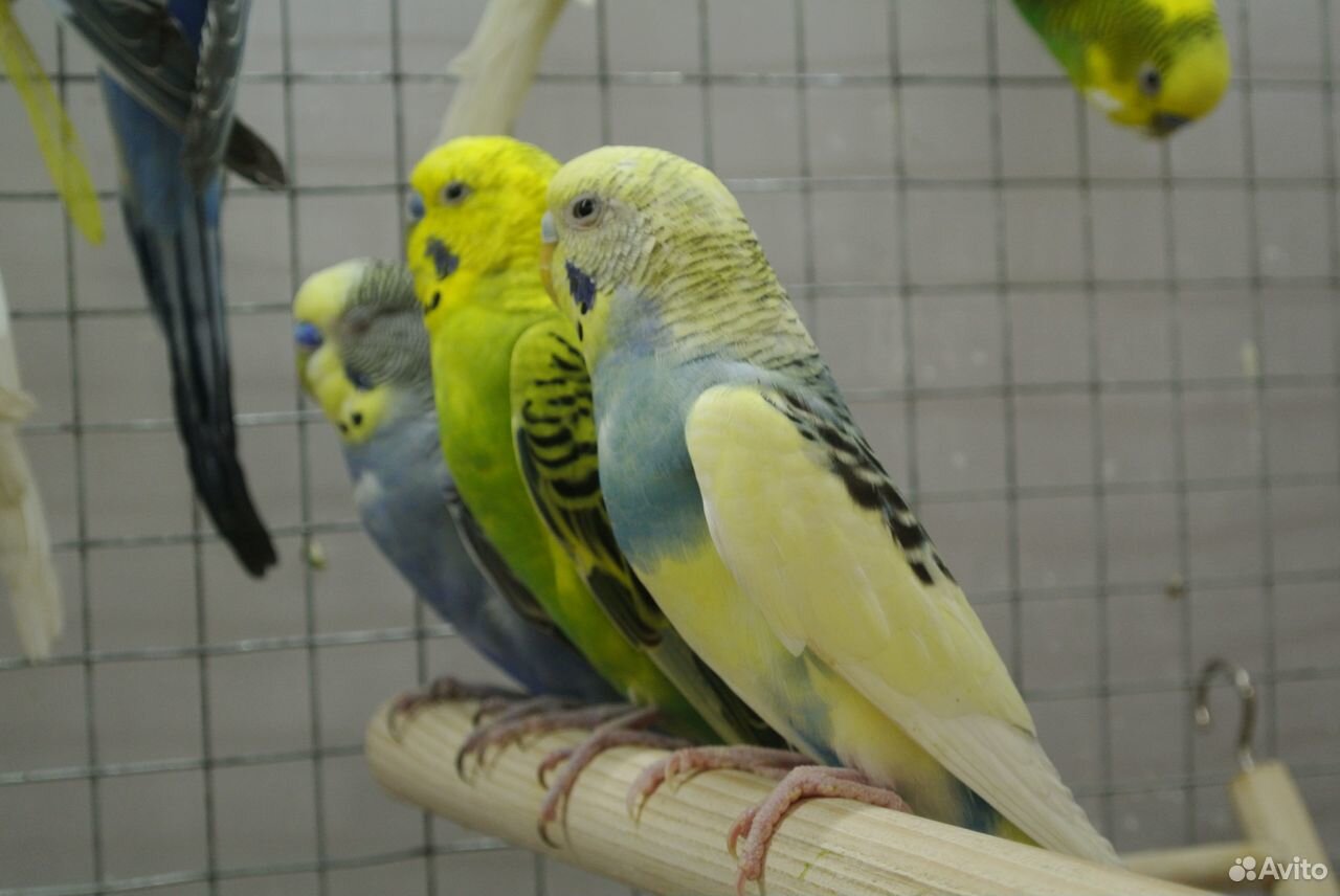 Волнистый попугай оптом