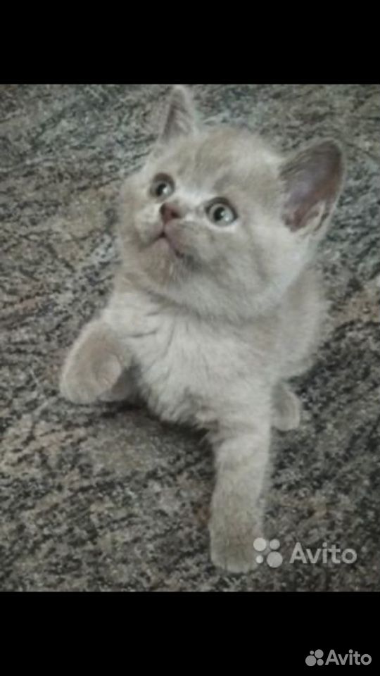 Милый Котёнок скоттиш страйт