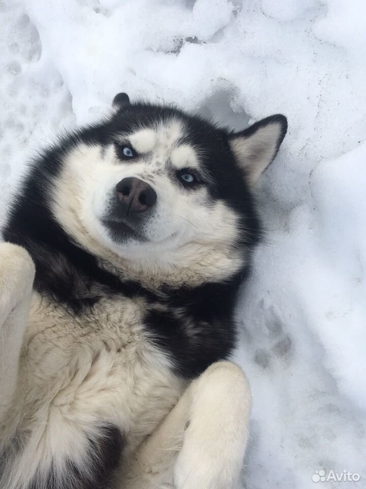 Хаски кобель для вязки