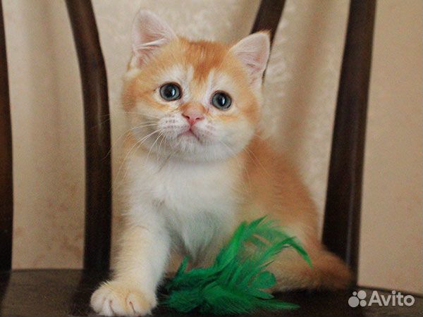 Томас - красный тикированный котик
