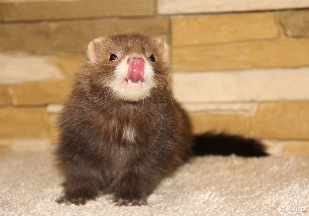 Хорьки с документами