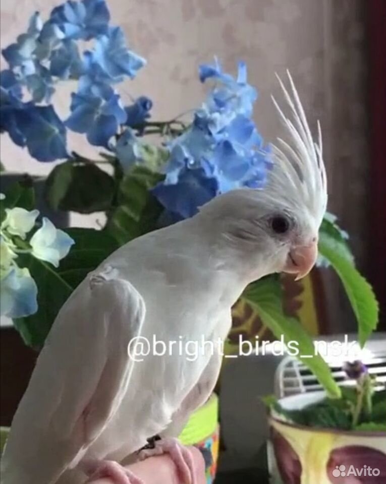 Корелла альбино самка выкормыш