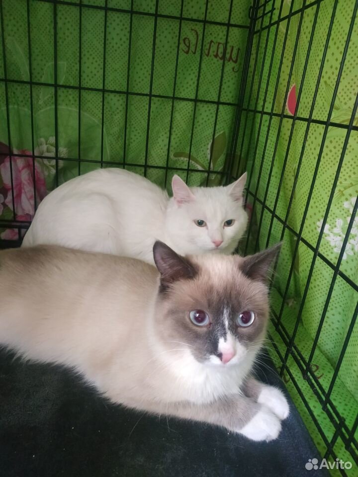 Коты -друзья, Тема и Барсик, кастраты