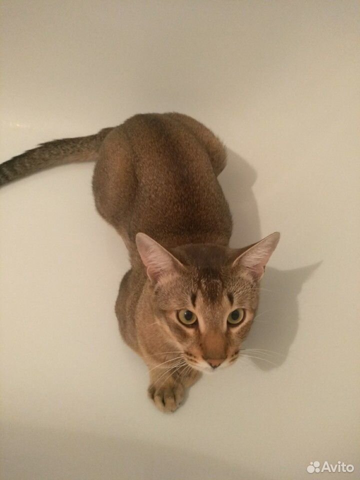 Кот Чаузи на вязку