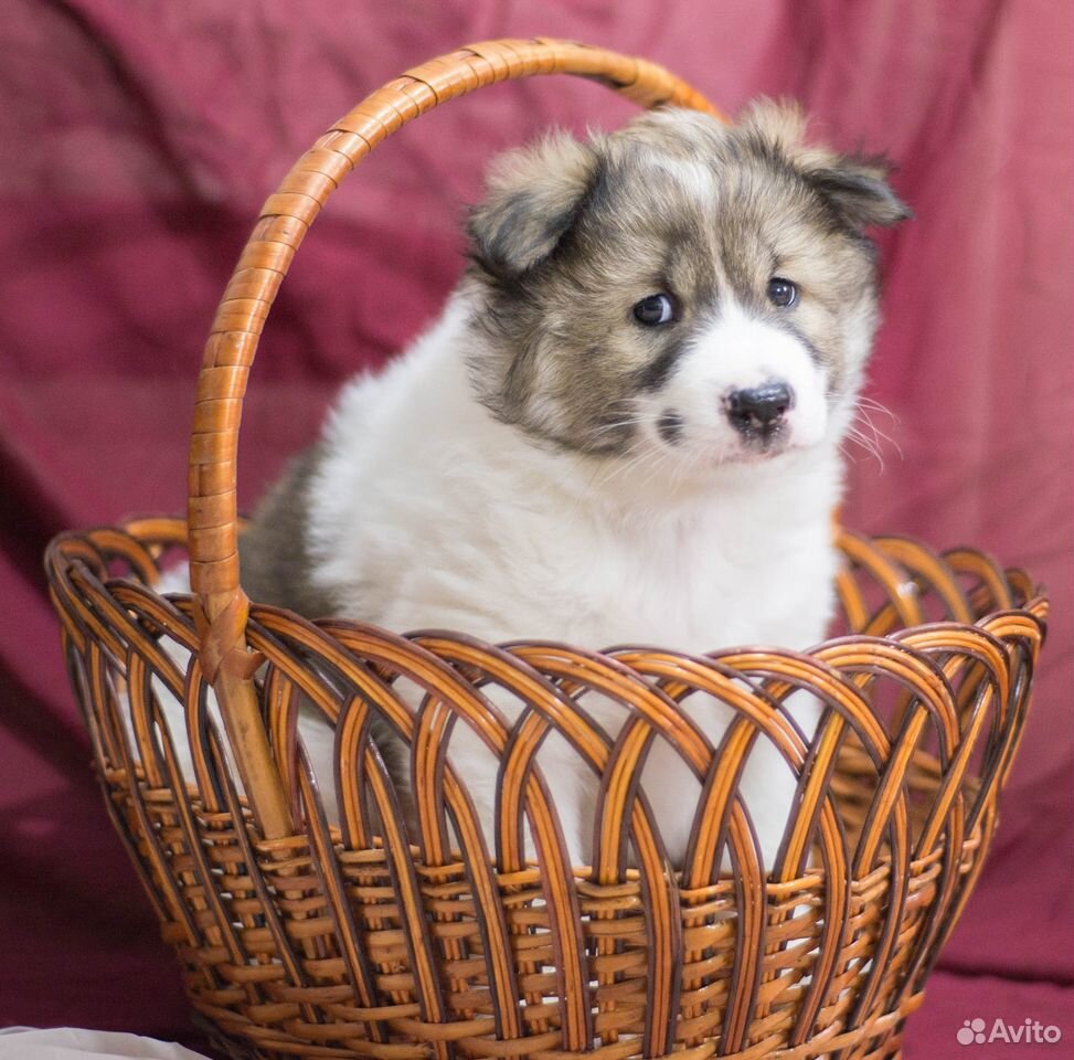 Щенки Банкео