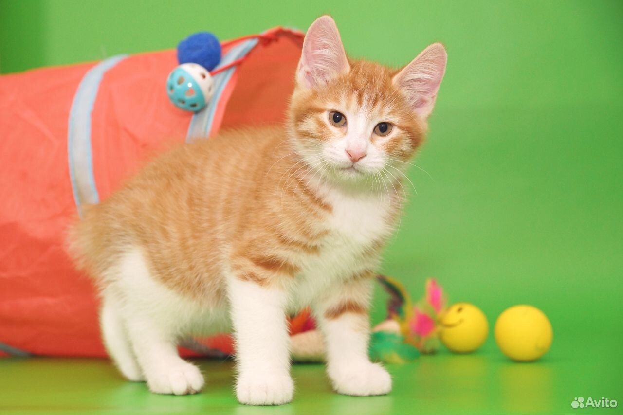 Котёнок котик короткошёрстный породистый