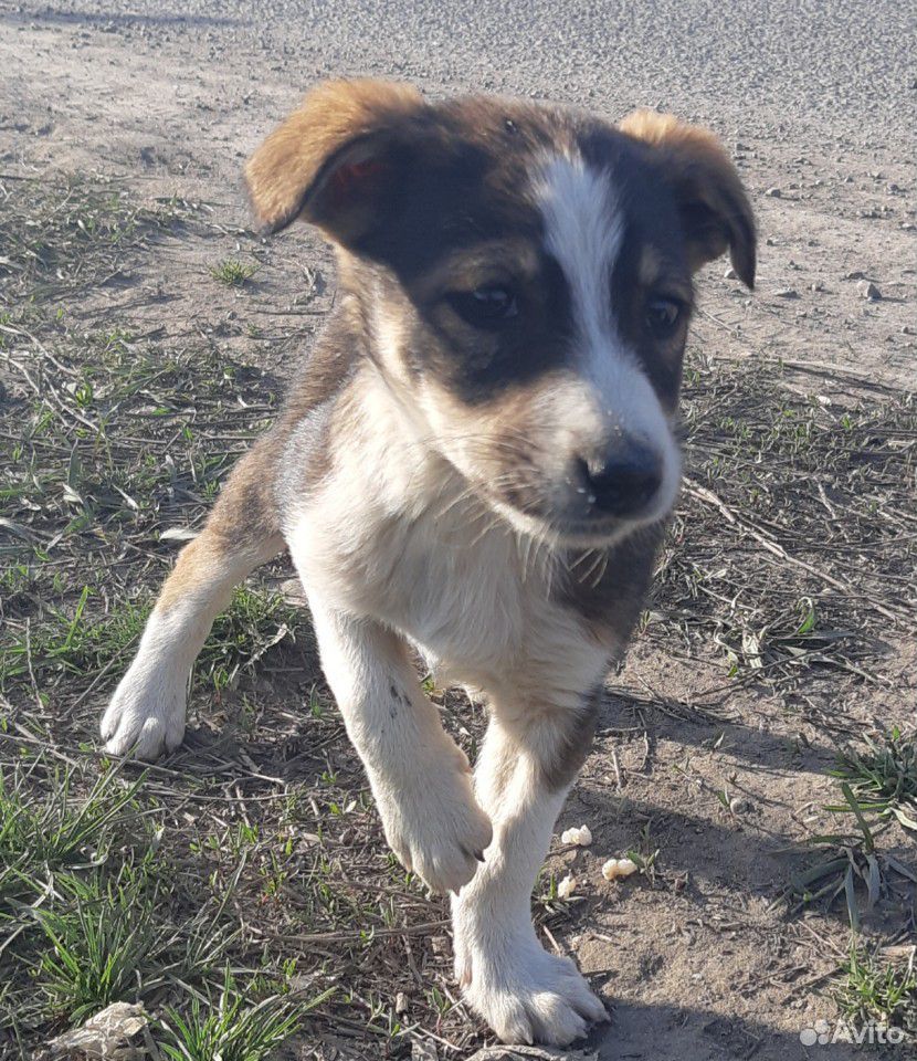 Собака мальчик в добрые руки. будет см 40 в холке