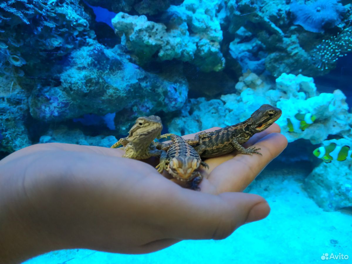 Агама Бородатая Лезербек