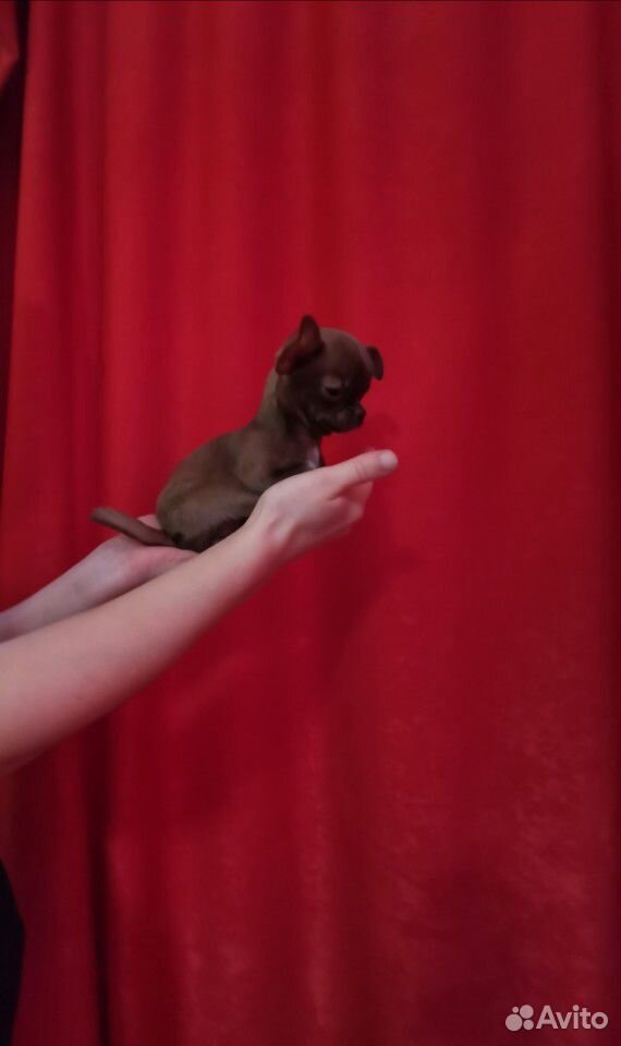 Чихуахуа девочка