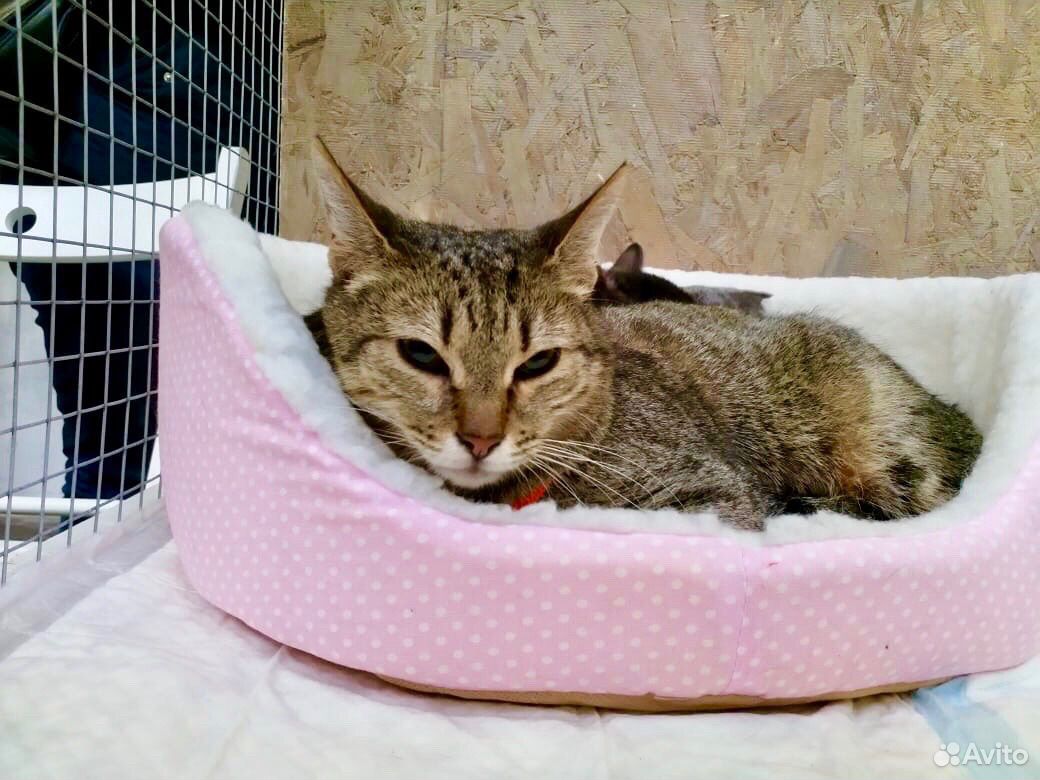 Алия беззащитное существо ищет дом