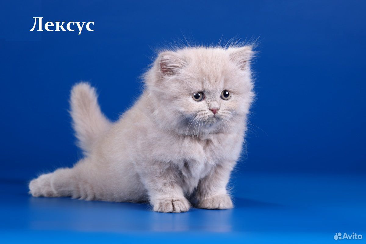 Готов к продаже шикарный котик Лексус