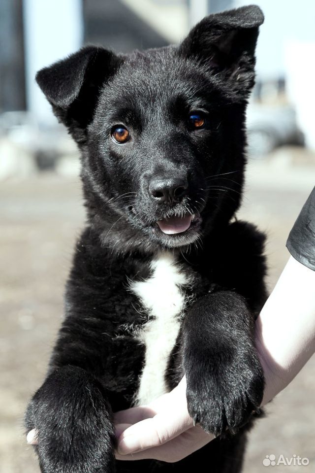 Милочка ищет дои