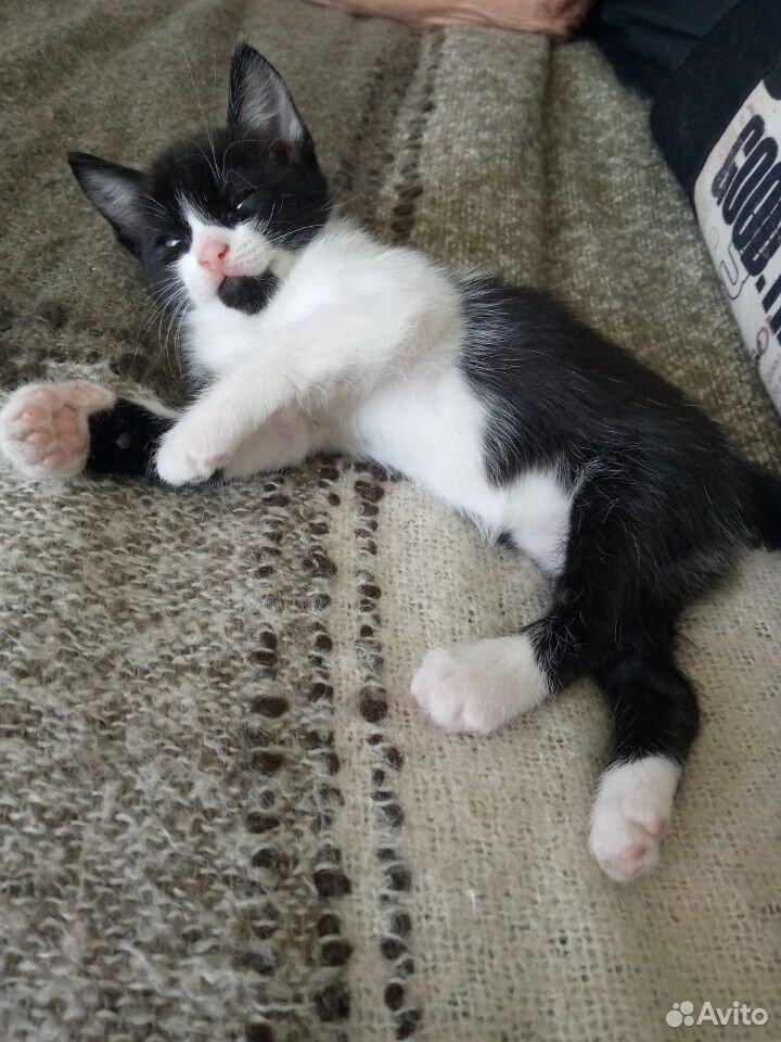 Котенок ждет семью