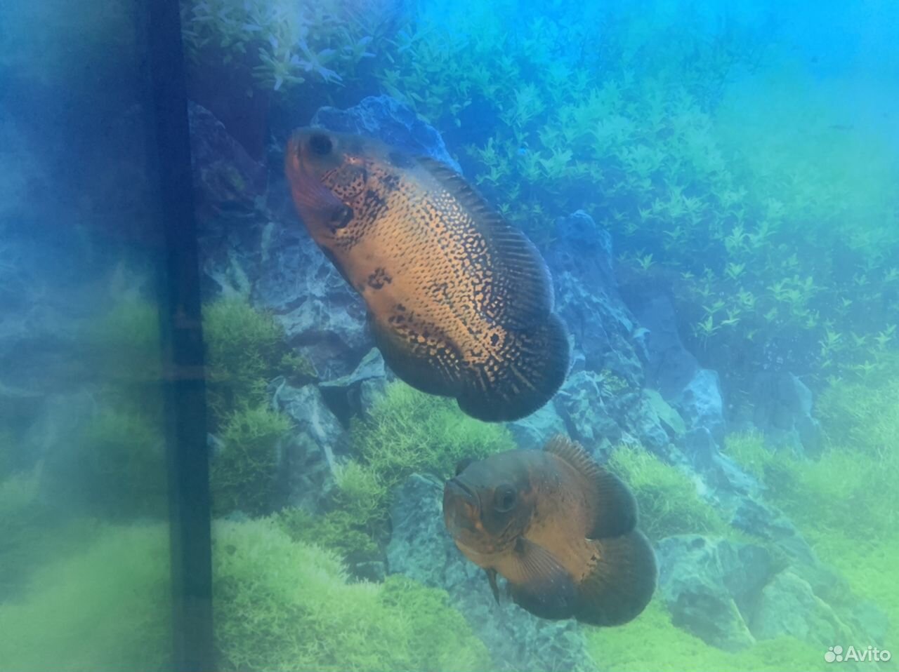 Рыба/ Астронотусы