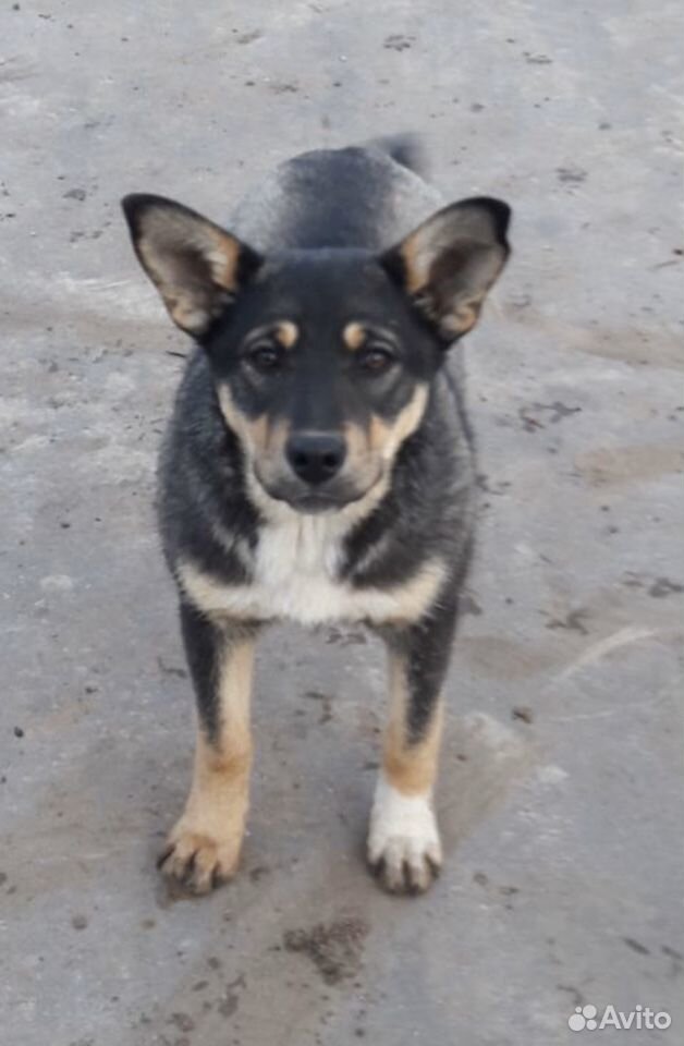 Гретта ищет дом