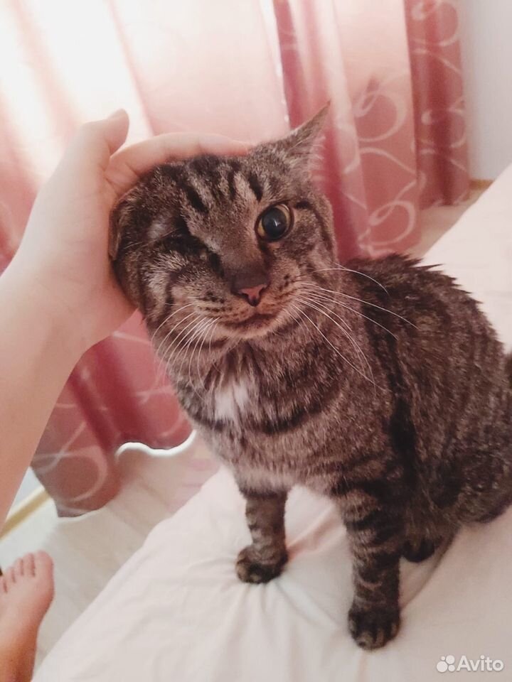 Важный кот пират