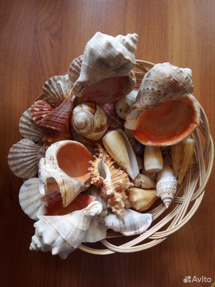 Морские раковины/ракушки
