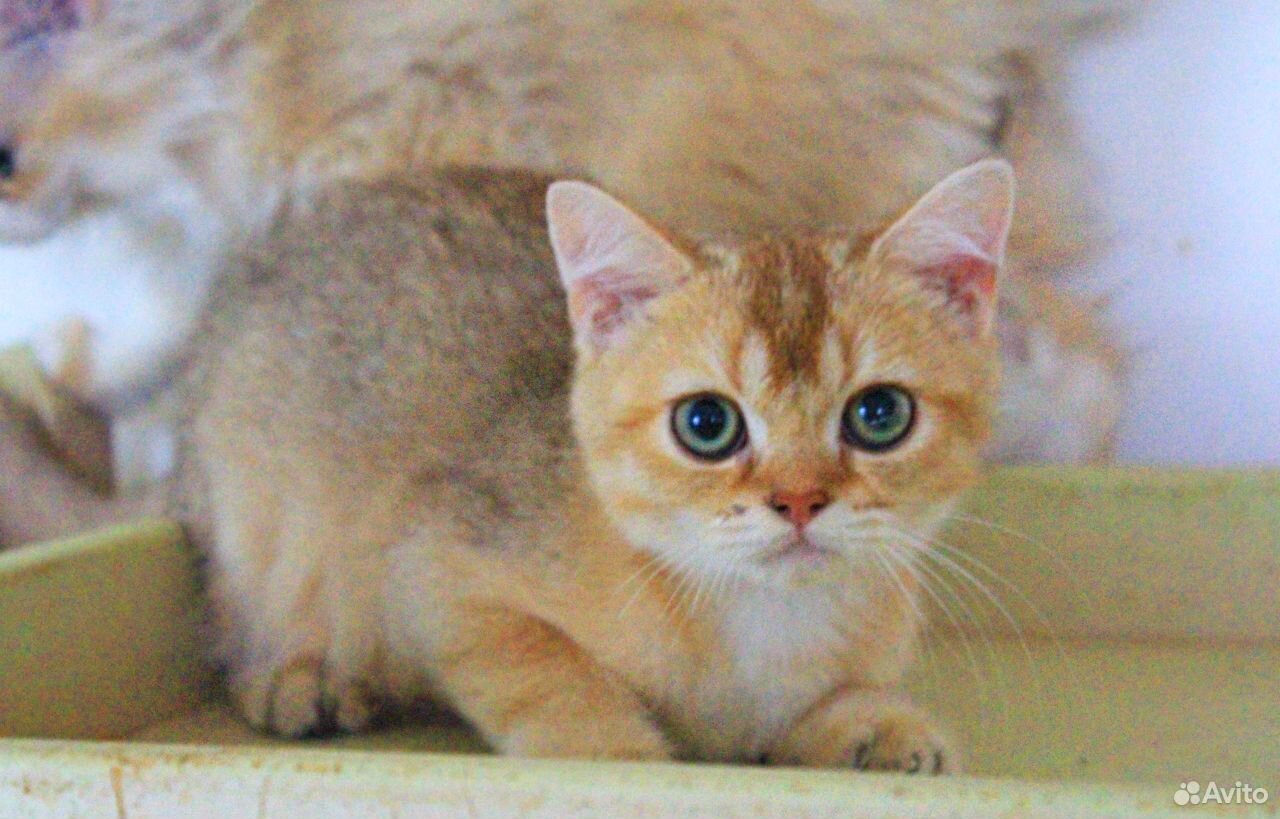 Антошка - шоколадный золотистый страйтик