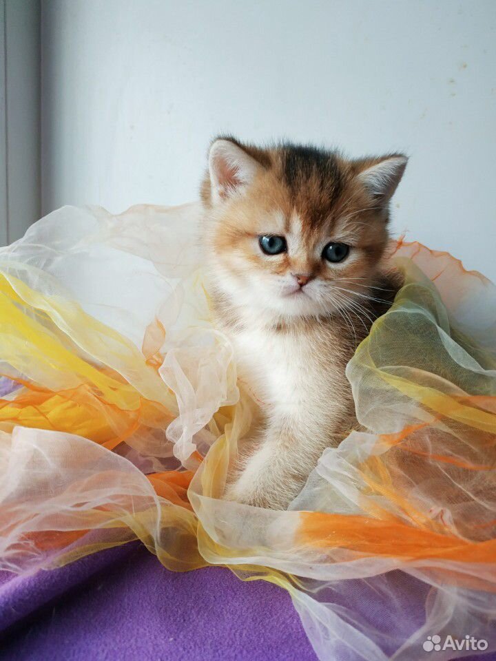 GoldenBri (золотая шиншилла)