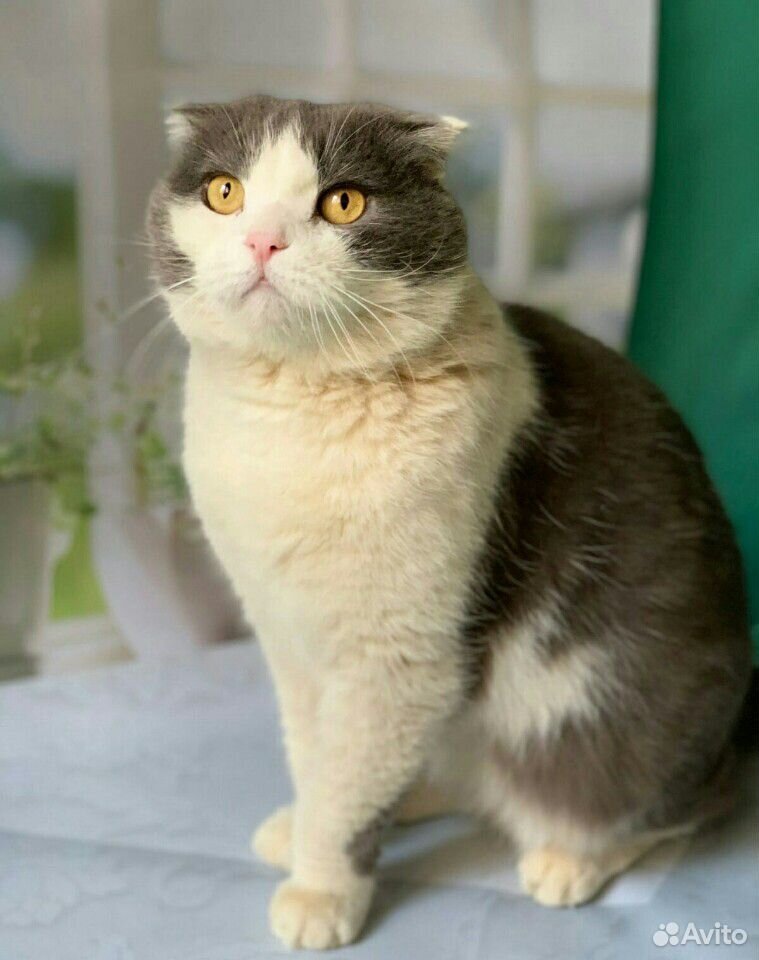 Котодети из приюта ищут своих родителей