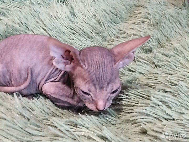 Донской сфинкс