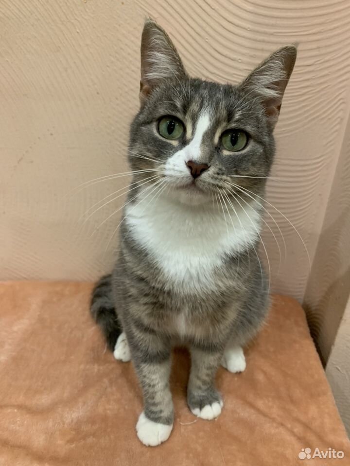 Кошечка Люси 1 год ищет дом