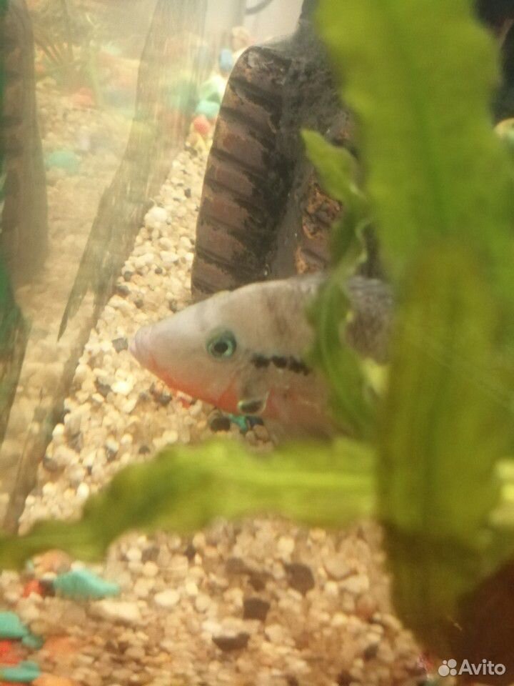 Рыбка цихлоцома Меека