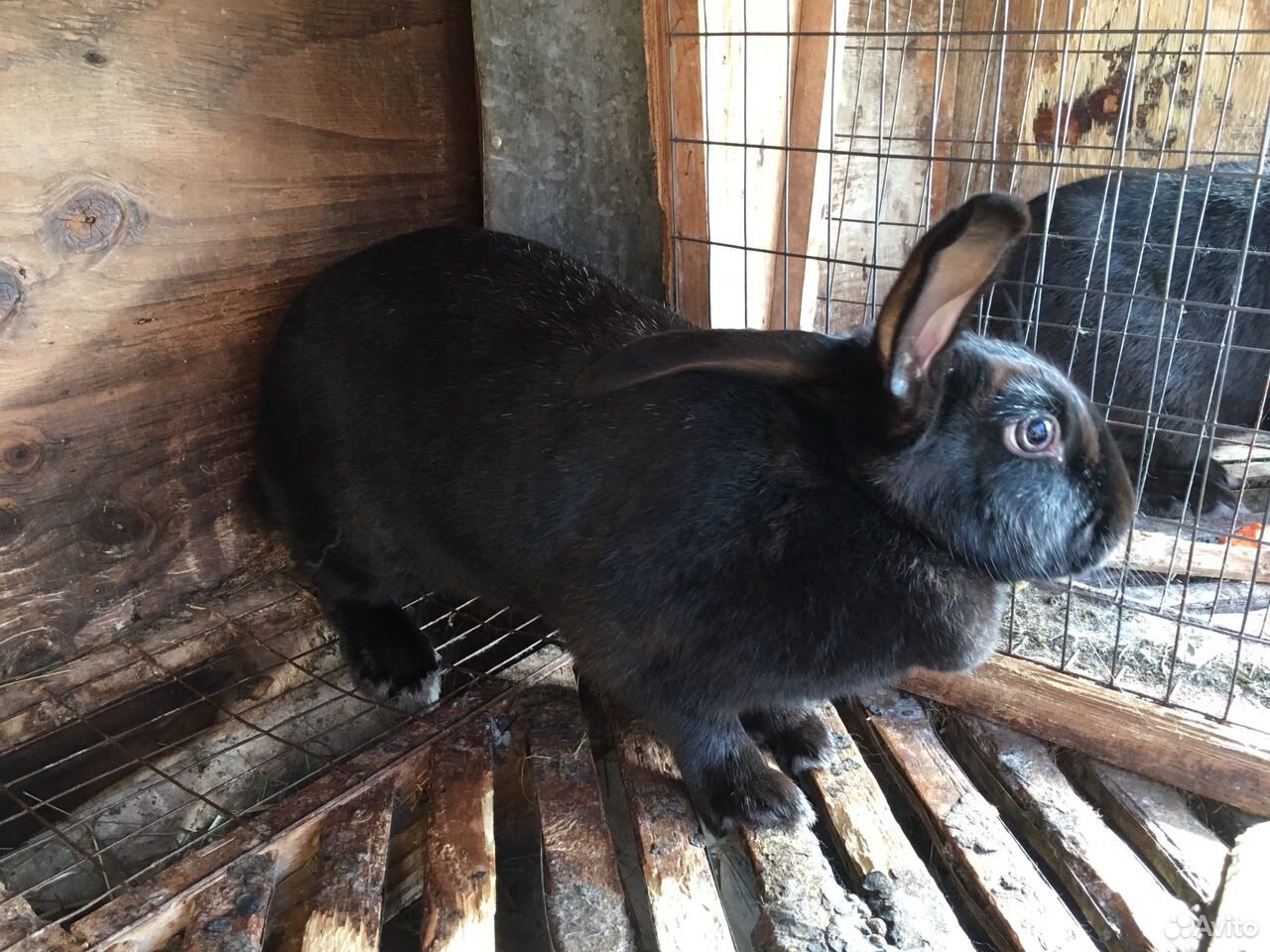 Семья кроликов(Фландеры)