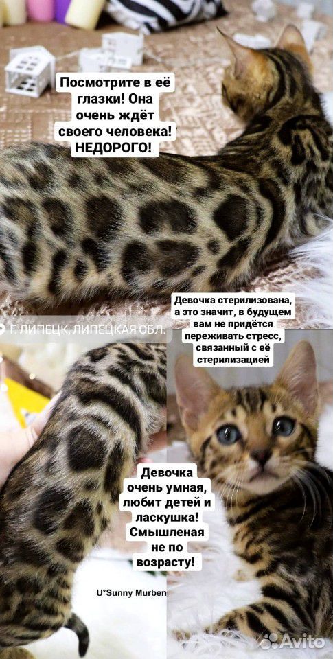 Бенгальская девочка в любимцы