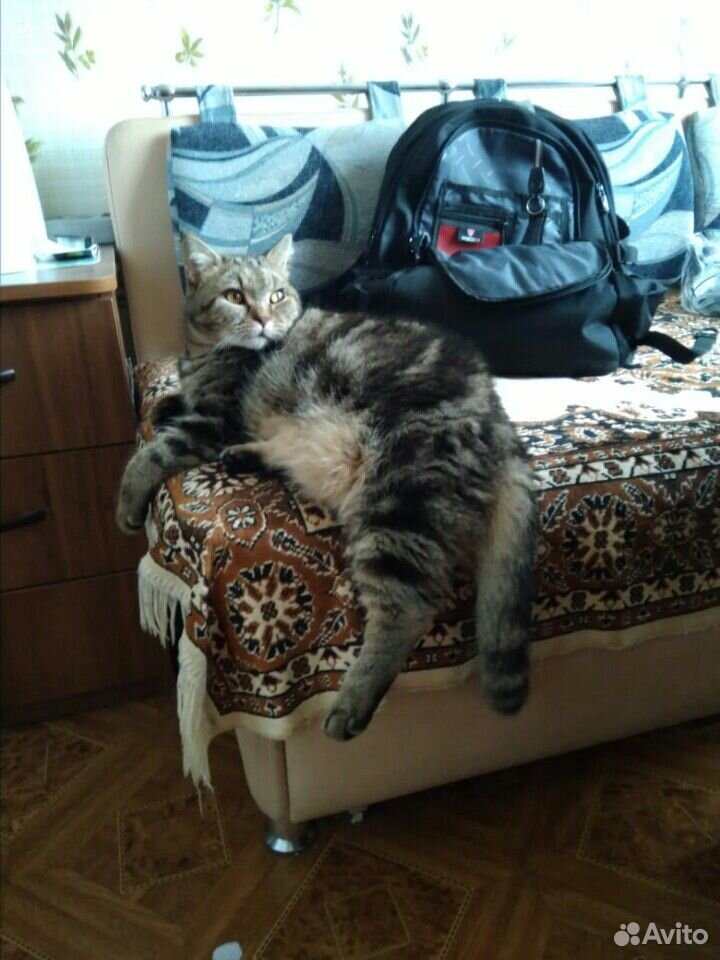 Кот