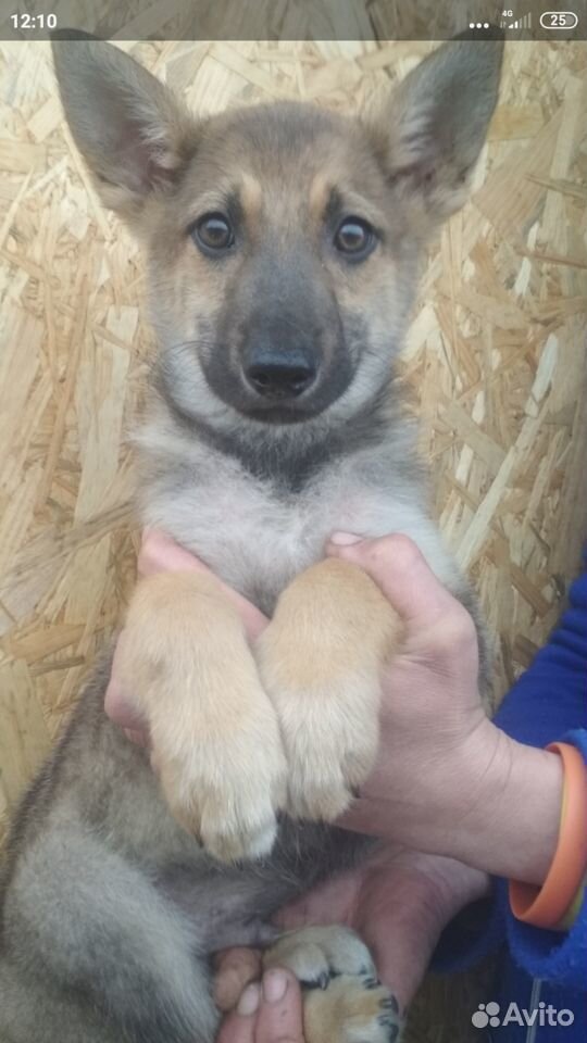 Мальчишка 2 месяца