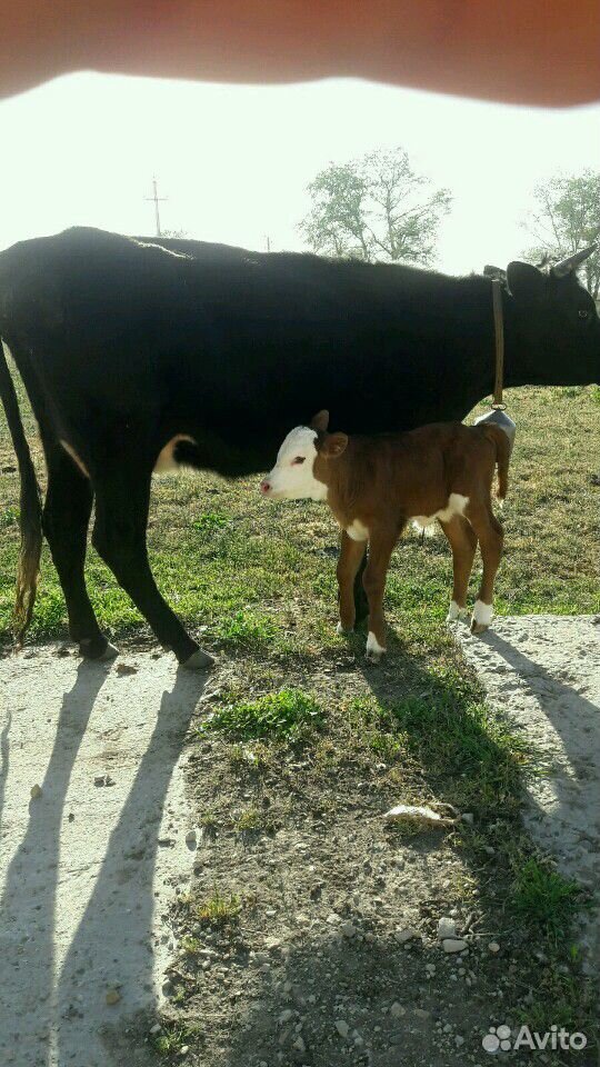 Корова и бичек