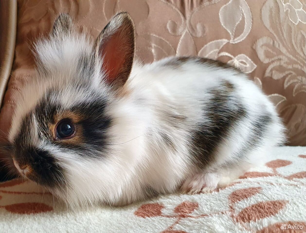 Декоративные крольчатки ждут вас