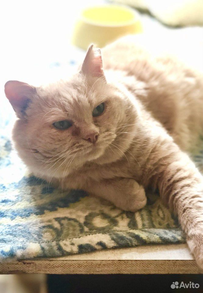 Диванно-подушечный кот