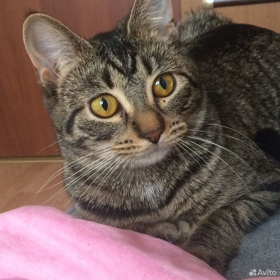 Лапочка кошка
