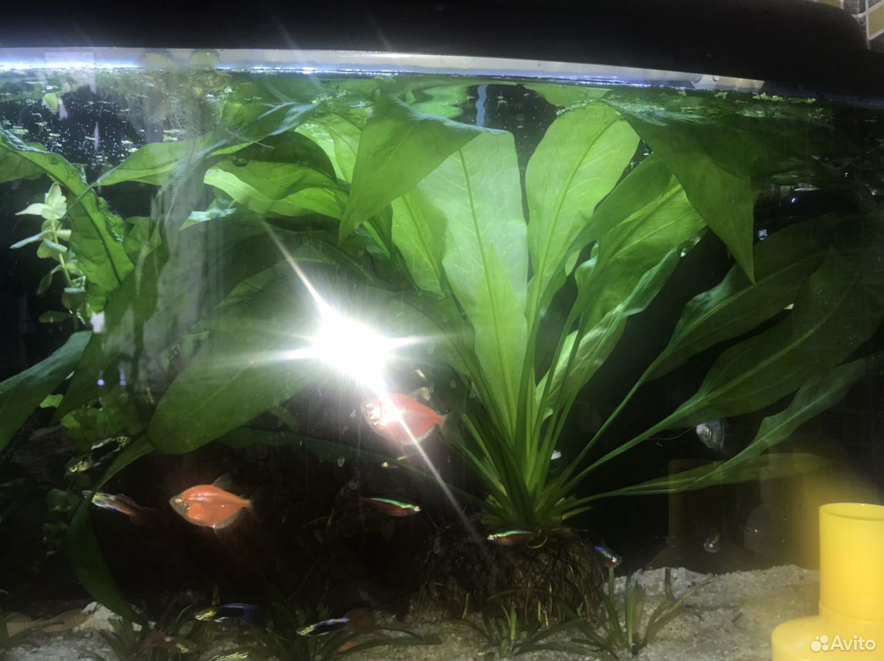 Аквариумное растение эхинадорус амазонский