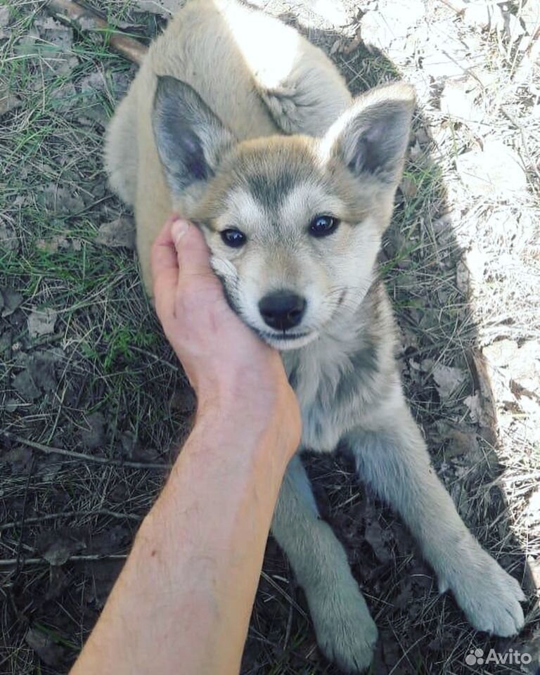 Щенуля - девочка ищет дом