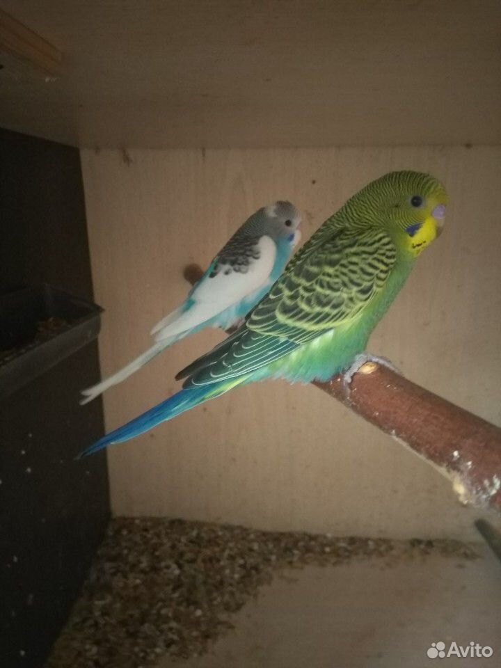 Волнистые птенцы