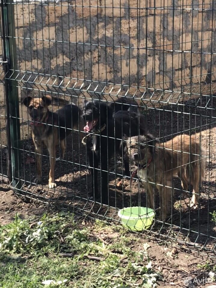 Собачки в ответственные руки